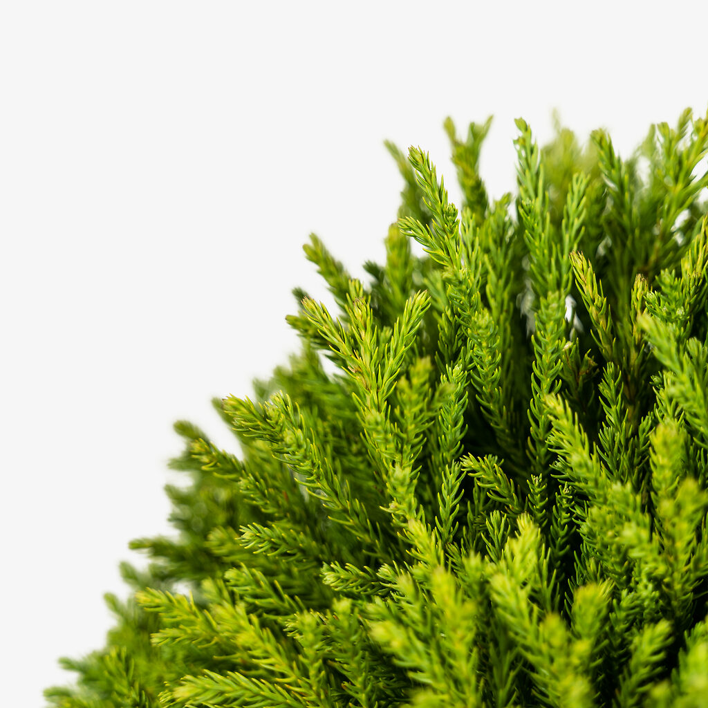 Dwarf Globe Japanese Cedar Trees For Sale | The Tree Center