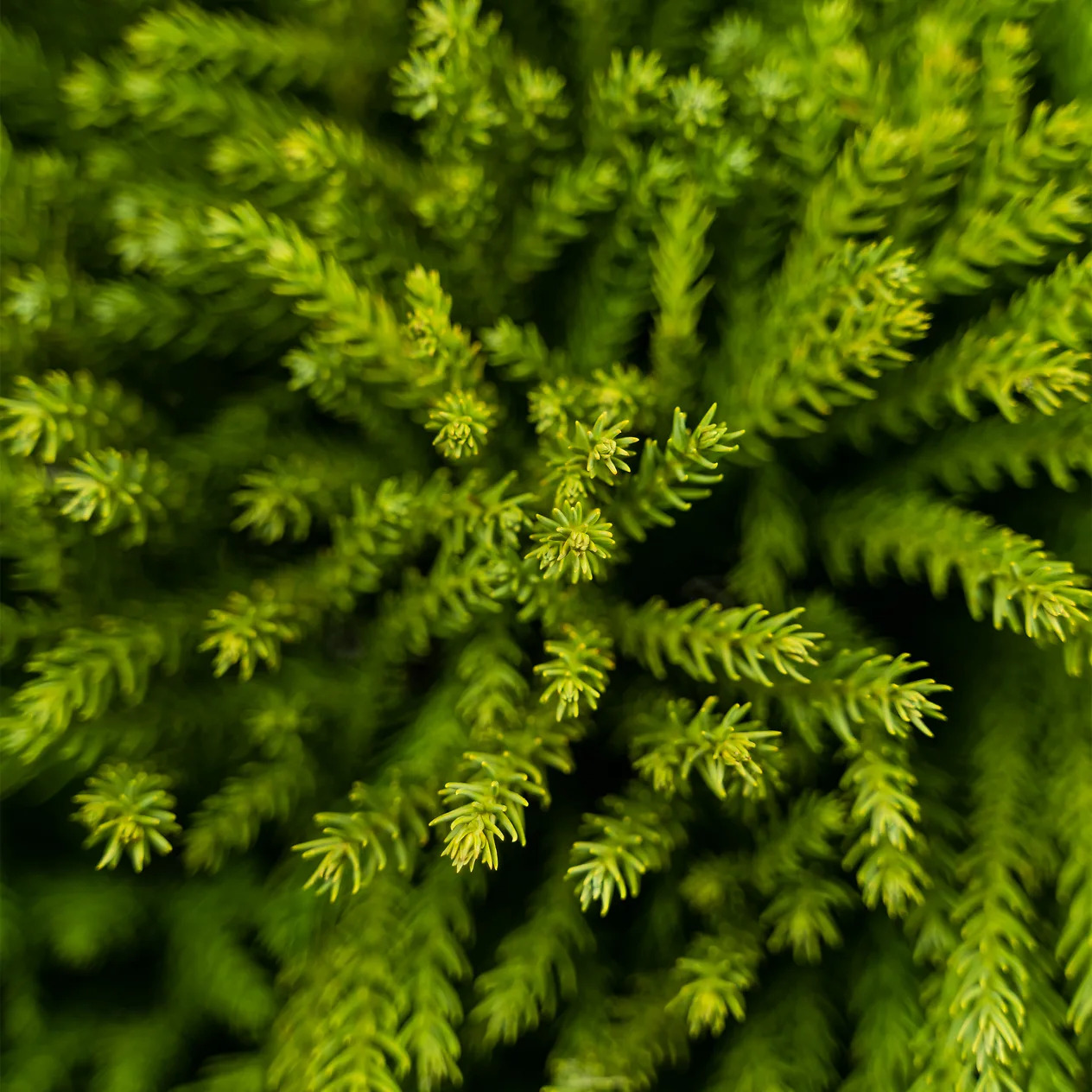 Dwarf Globe Japanese Cedar Trees For Sale | The Tree Center