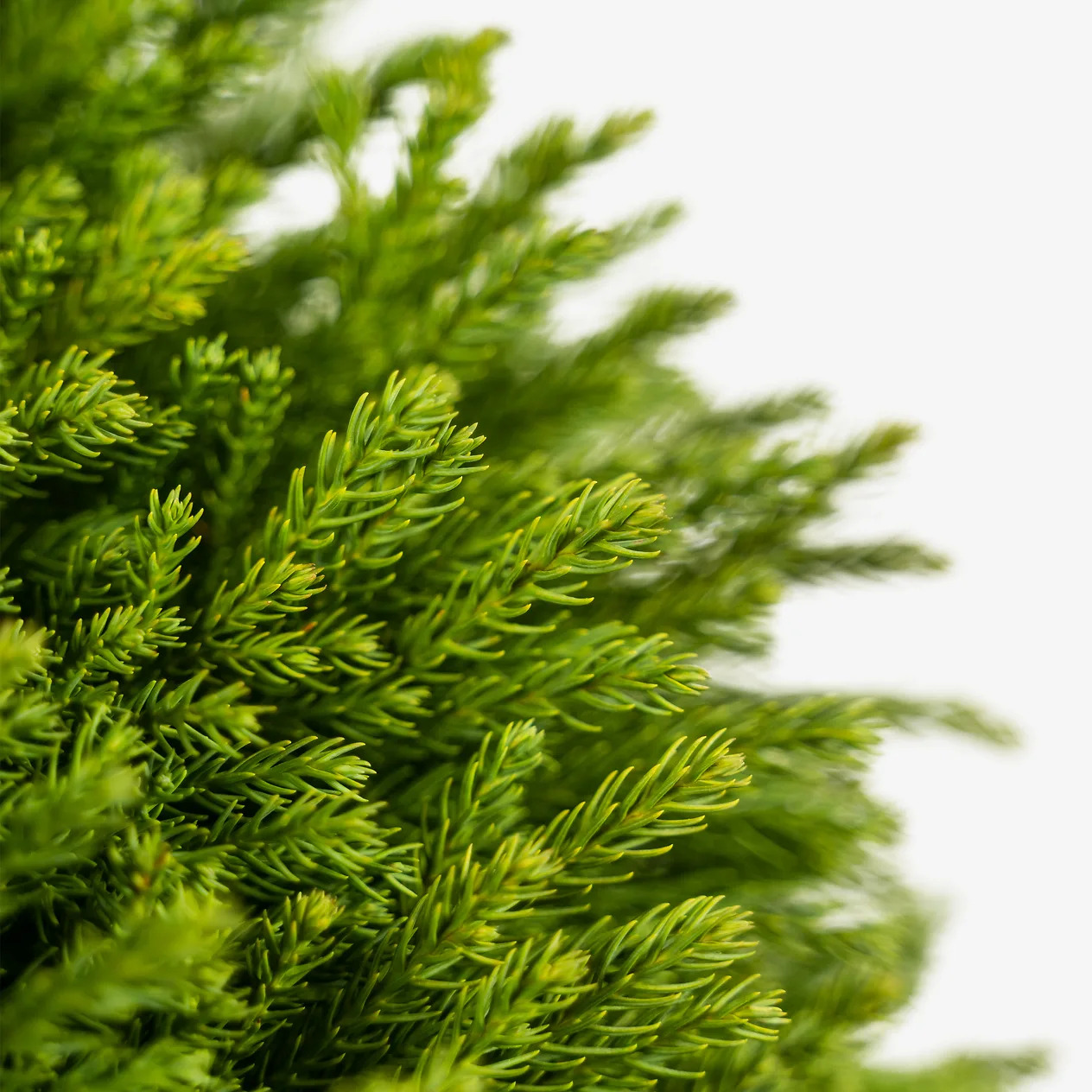 Dwarf Globe Japanese Cedar Trees For Sale | The Tree Center