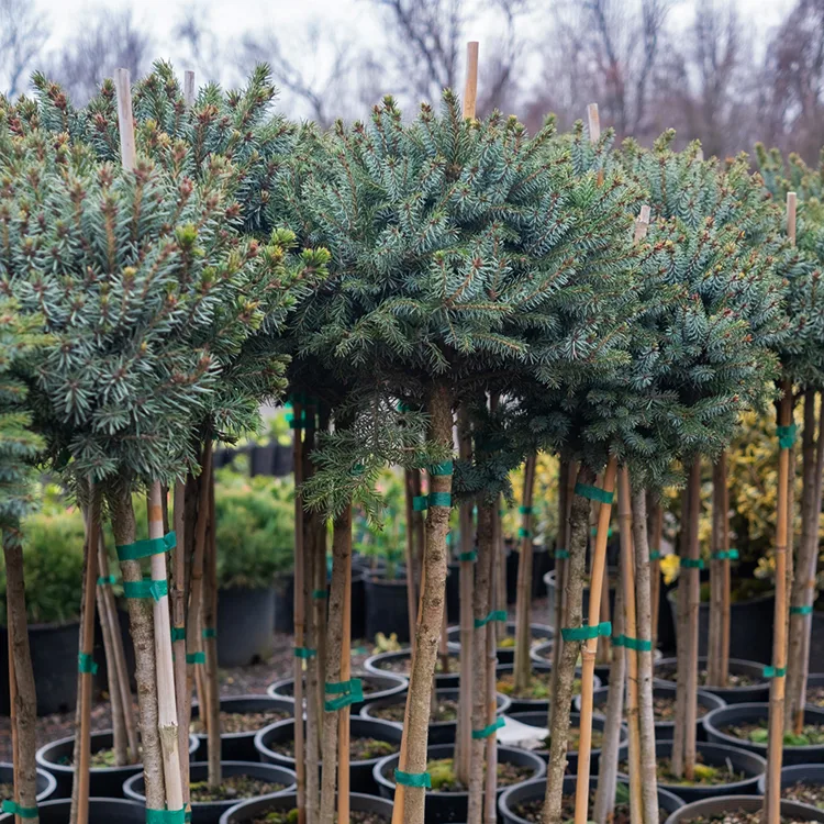 Dwarf Serbian Spruce Trees For Sale Online | The Tree Center