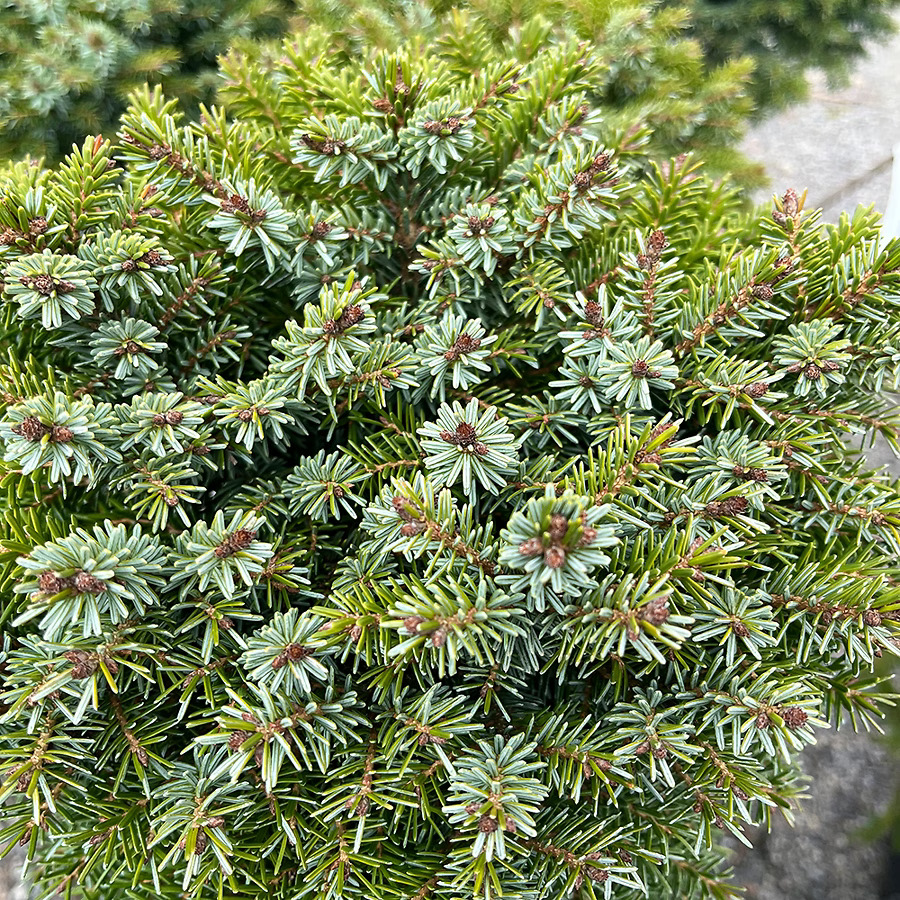 Dwarf Serbian Spruce Trees For Sale Online | The Tree Center