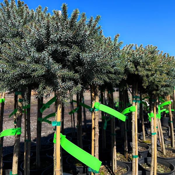 Dwarf Serbian Spruce Trees For Sale Online | The Tree Center