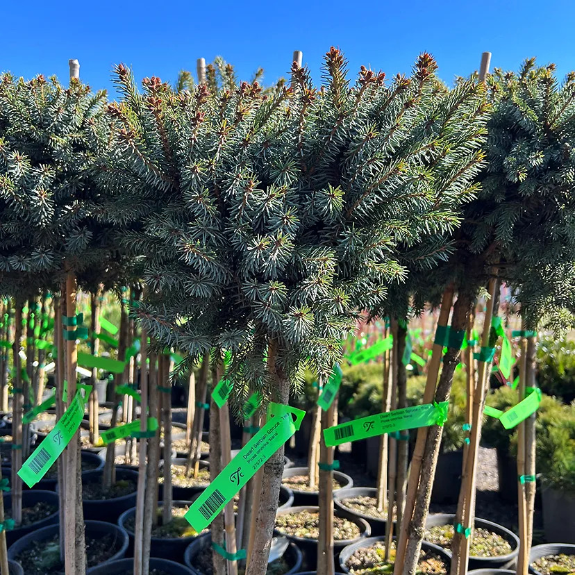 Dwarf Serbian Spruce Trees For Sale Online | The Tree Center