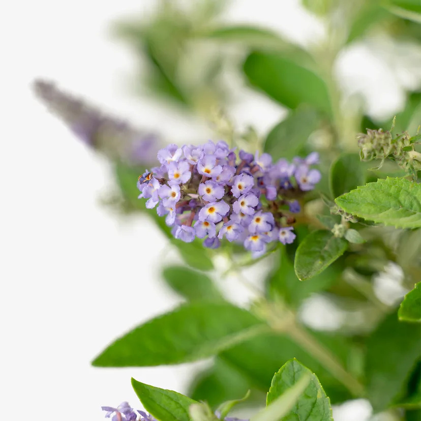 Flutterby Petite Blue Heaven Butterfly Bush | The Tree Center