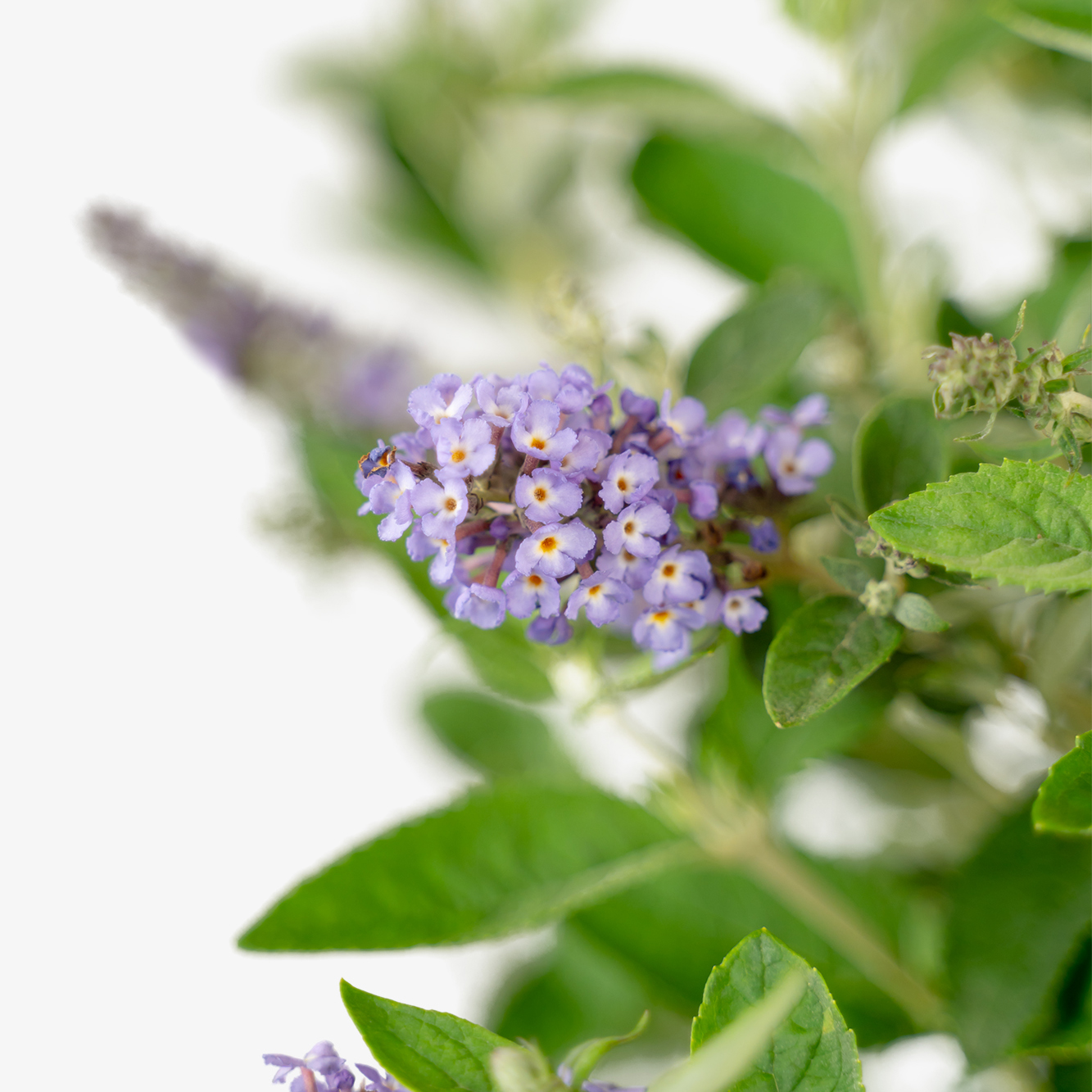 Flutterby Petite Blue Heaven Butterfly Bush | The Tree Center