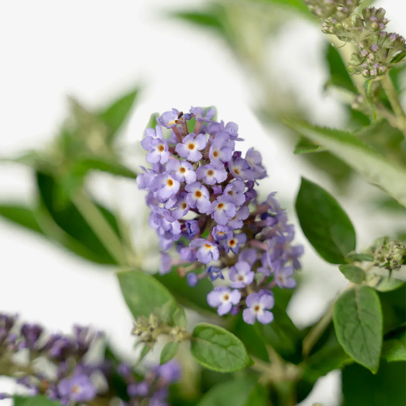 Flutterby Petite Blue Heaven Butterfly Bush | The Tree Center