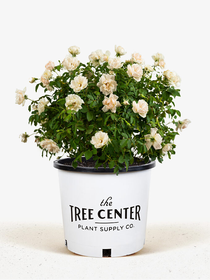 Red Double Knockout Rose For Sale Online | The Tree Center