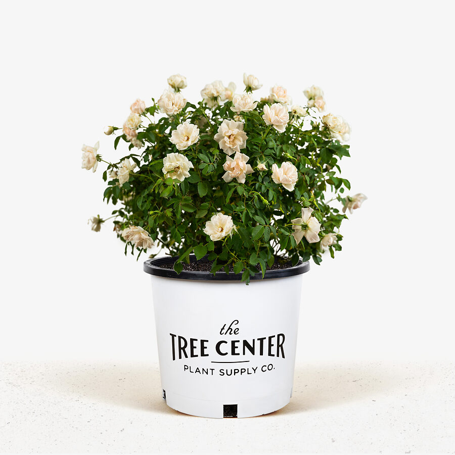 Icecap Rose Bushes For Sale Online | The Tree Center