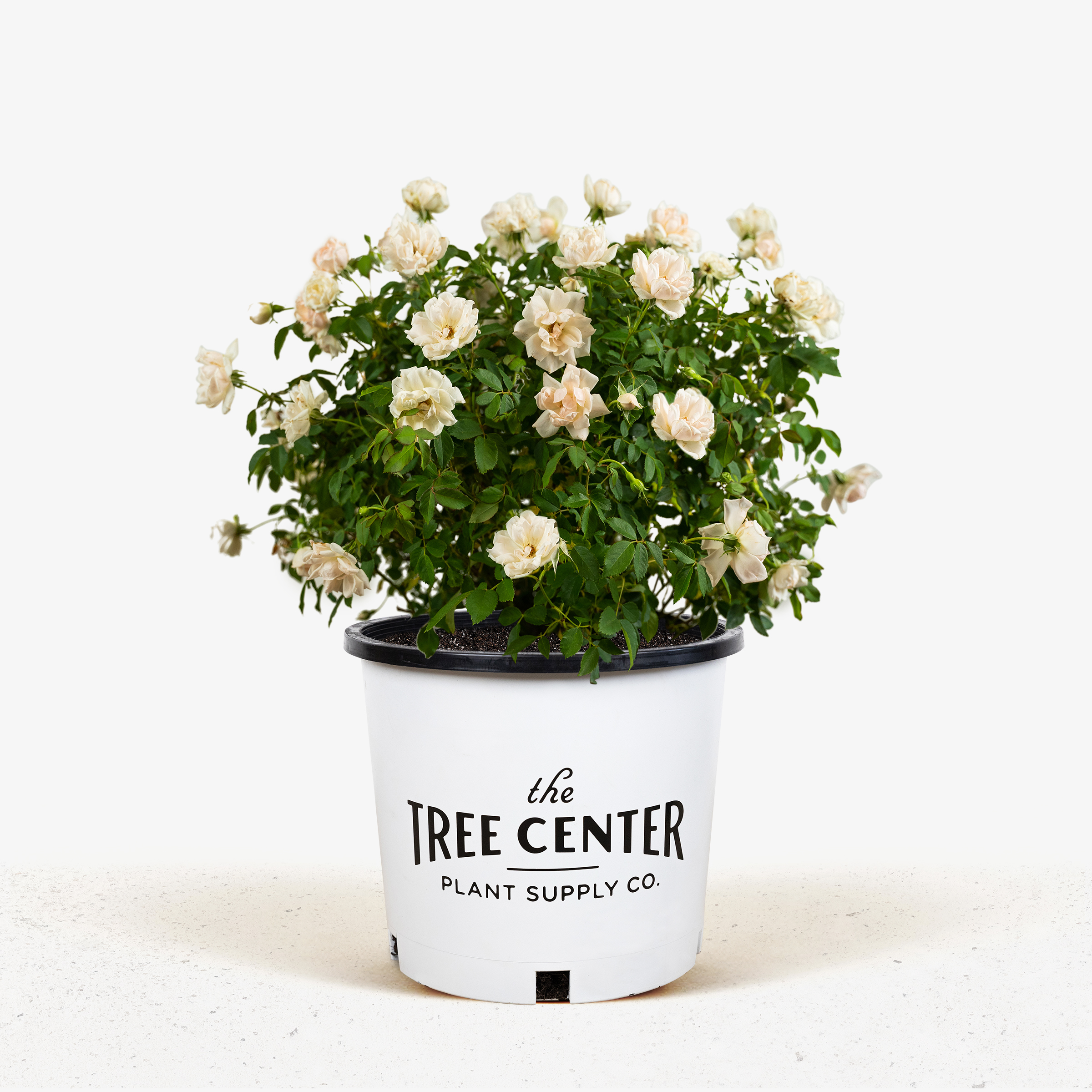 Icecap Rose Bushes For Sale Online | The Tree Center