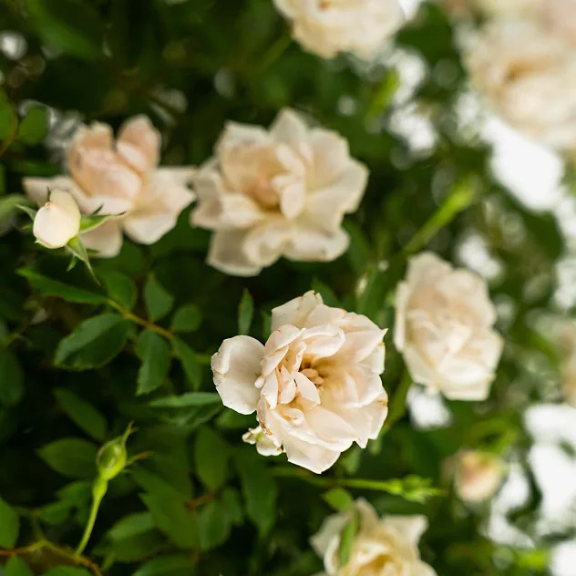 Icecap Rose Bushes For Sale Online | The Tree Center