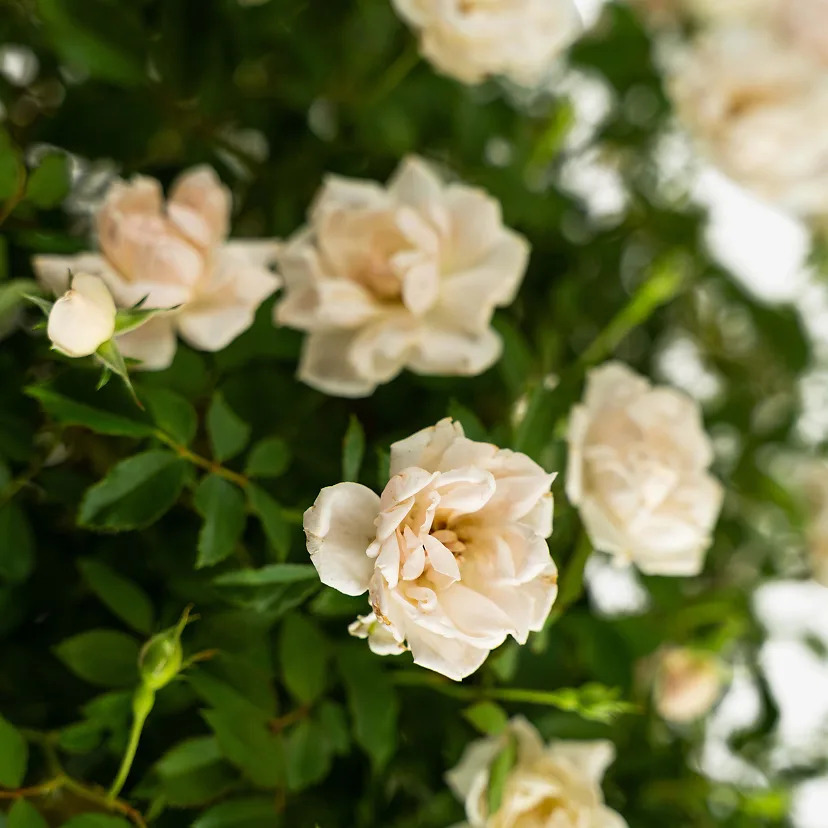 Icecap Rose Bushes For Sale Online | The Tree Center