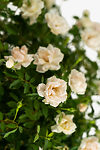 Icecap Rose Bushes For Sale Online | The Tree Center