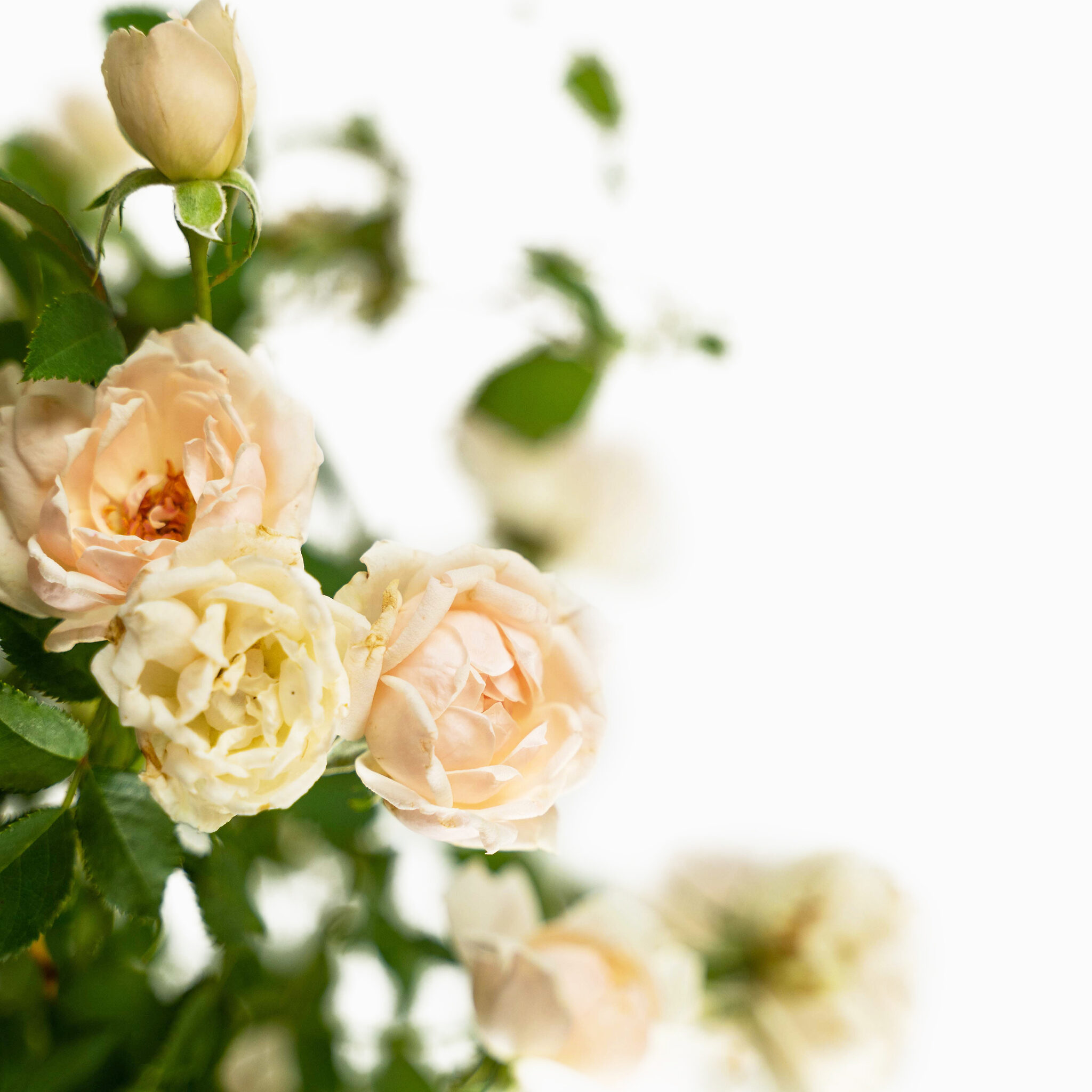 Icecap Rose Bushes For Sale Online | The Tree Center
