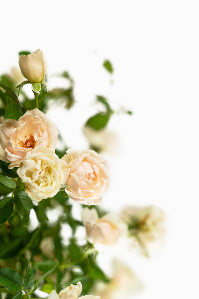 Icecap Rose Bushes For Sale Online | The Tree Center