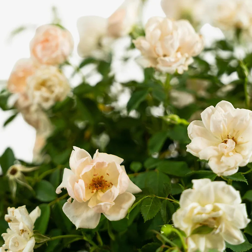 Icecap Rose Bushes For Sale Online | The Tree Center