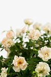 Icecap Rose Bushes For Sale Online | The Tree Center