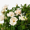 Icecap Rose Bushes For Sale Online | The Tree Center