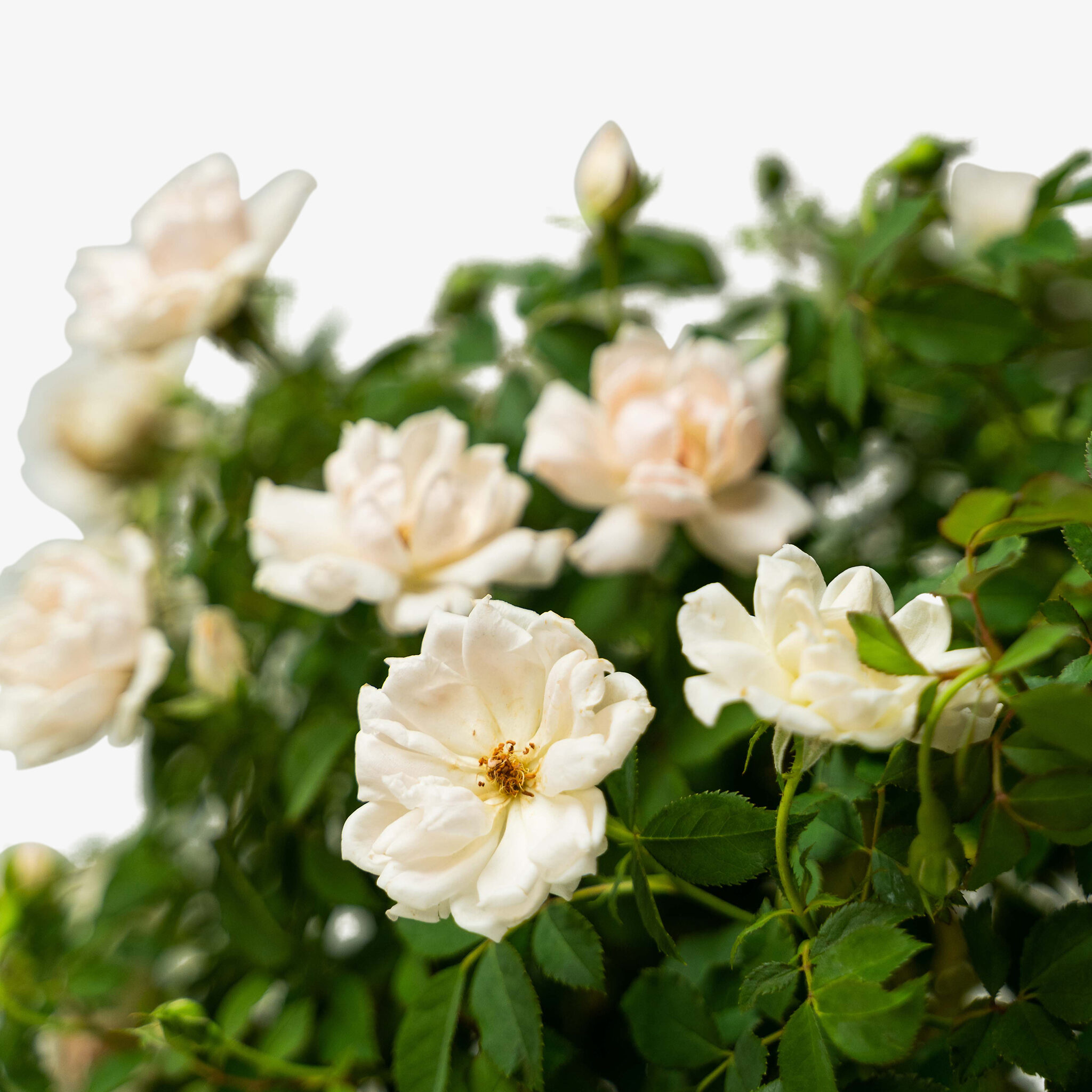 Icecap Rose Bushes For Sale Online | The Tree Center