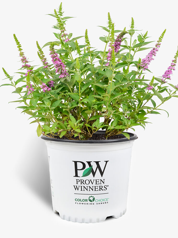 Butterfly Bushes For Sale Online | The Tree Center