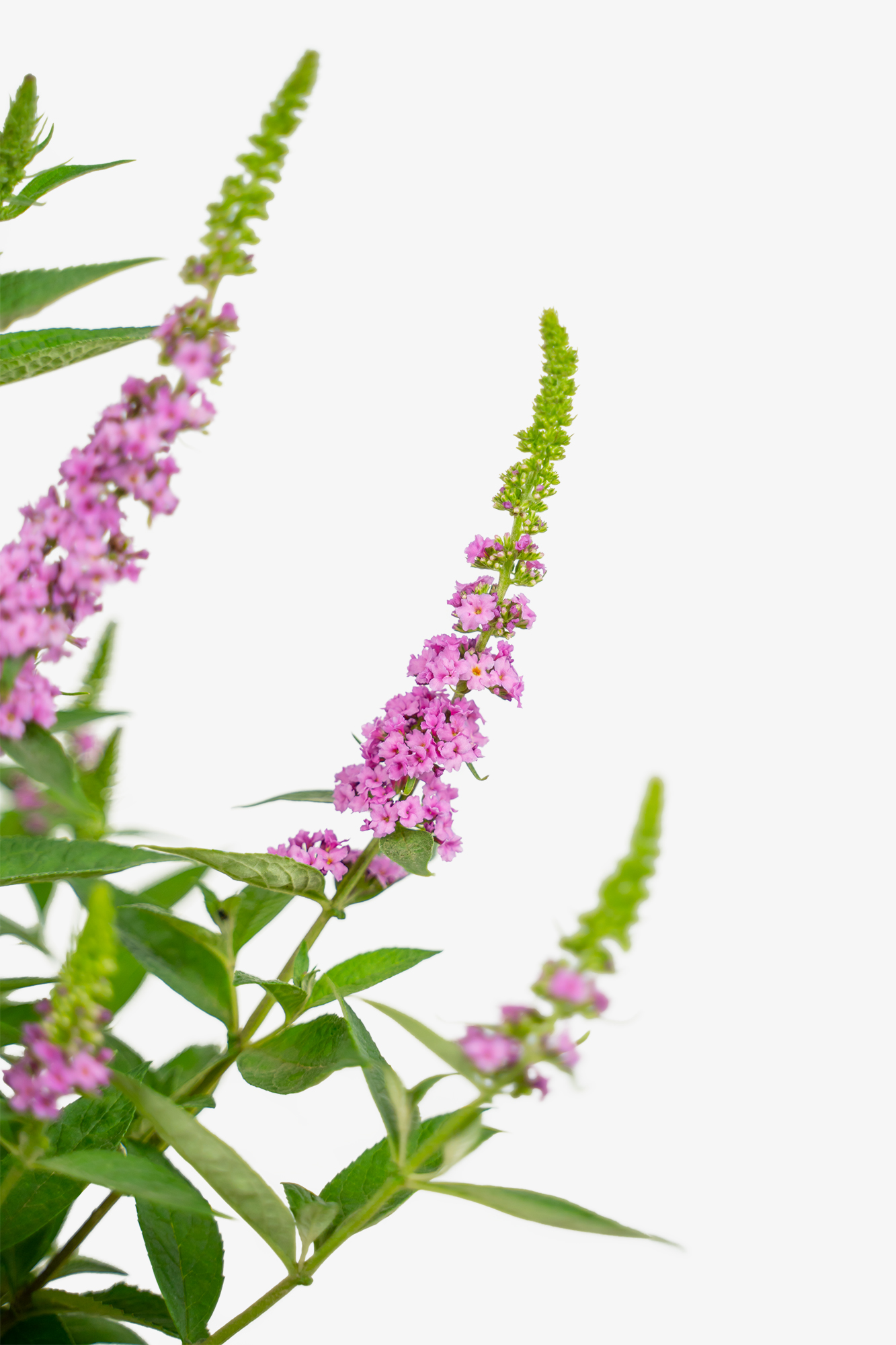 LO & BEHOLD® Pink Micro Chip Butterfly Bush | The Tree Center