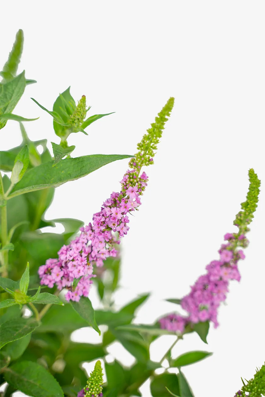 LO & BEHOLD® Pink Micro Chip Butterfly Bush | The Tree Center