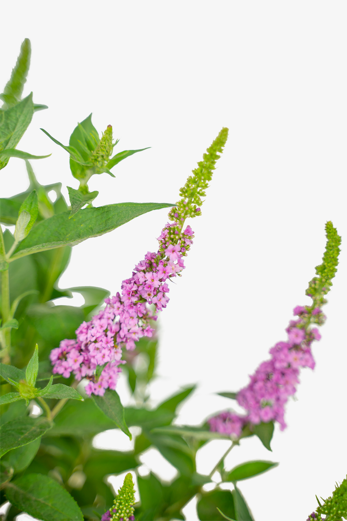 LO & BEHOLD® Pink Micro Chip Butterfly Bush | The Tree Center