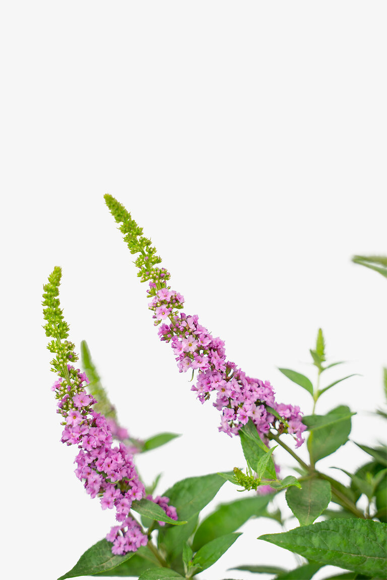 LO & BEHOLD® Pink Micro Chip Butterfly Bush | The Tree Center