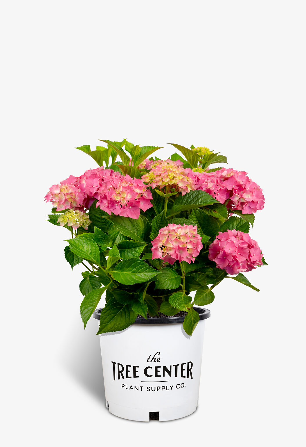 Red Sensation Hydrangeas For Sale Online | The Tree Center