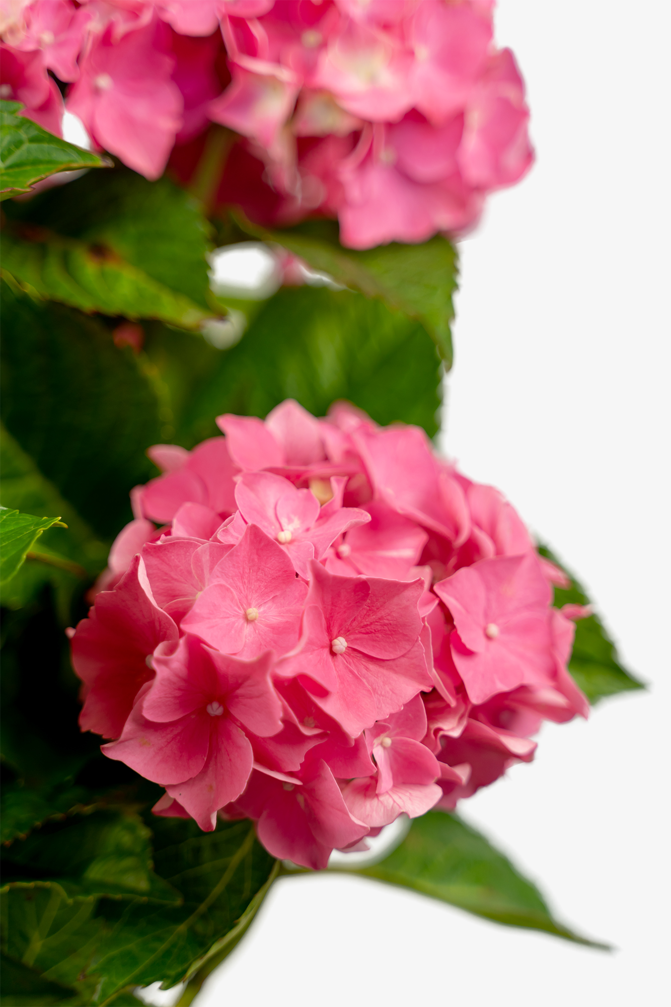 Red Sensation Hydrangeas For Sale Online | The Tree Center