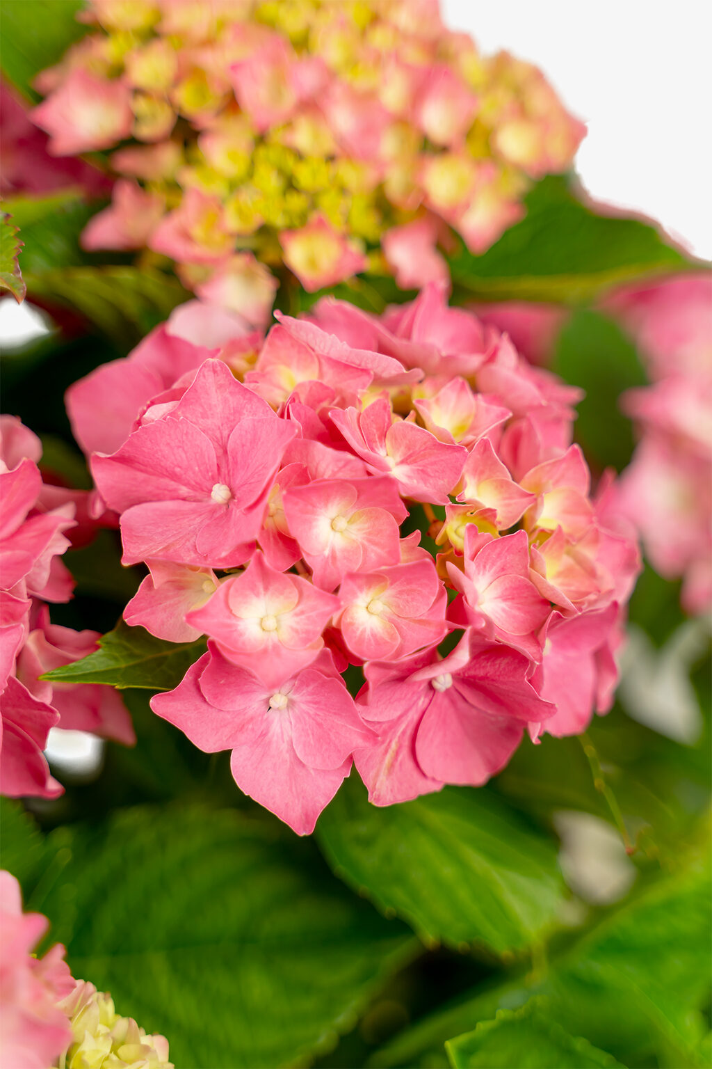 Red Sensation Hydrangeas For Sale Online | The Tree Center