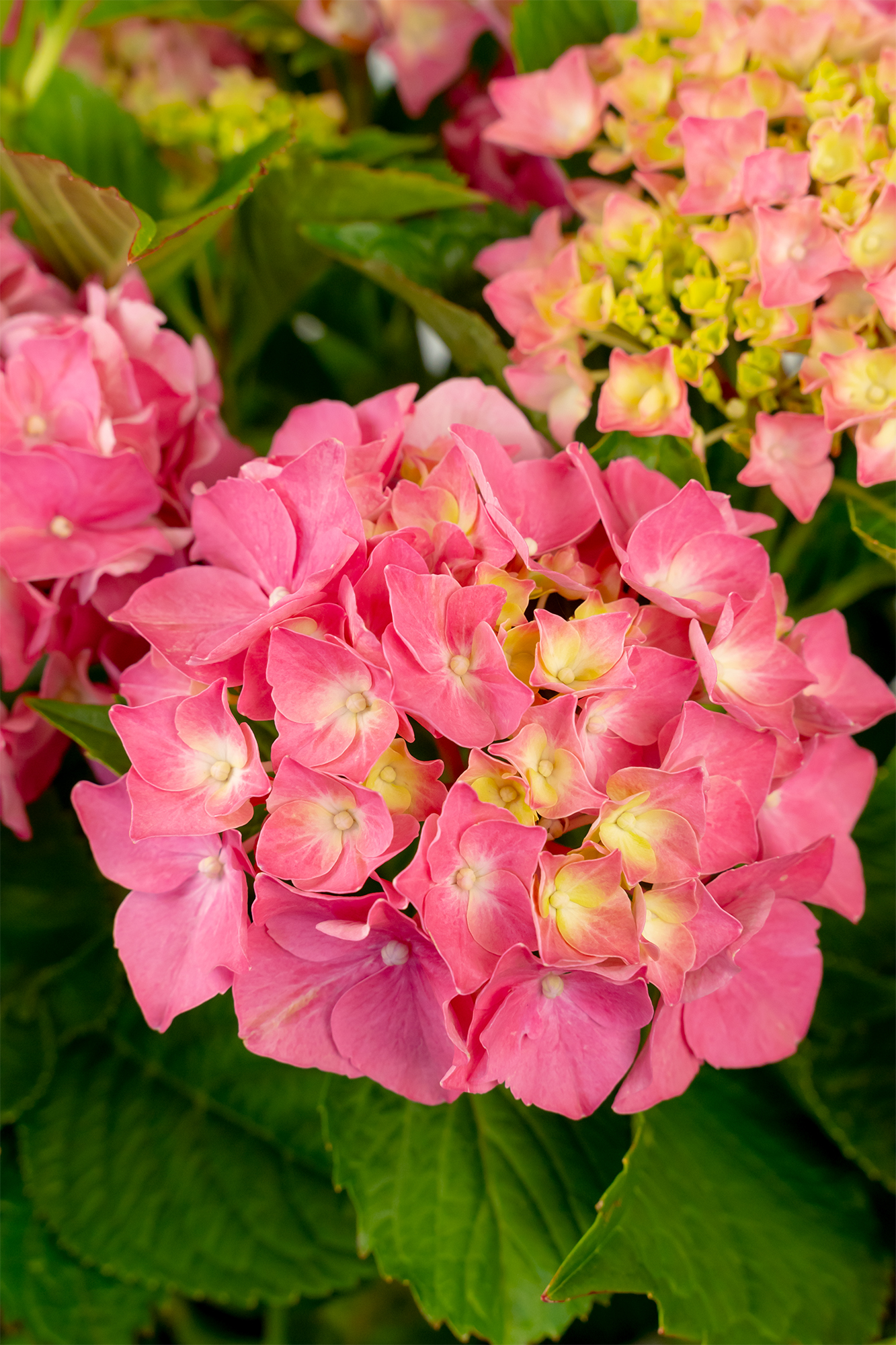 Red Sensation Hydrangeas For Sale Online | The Tree Center