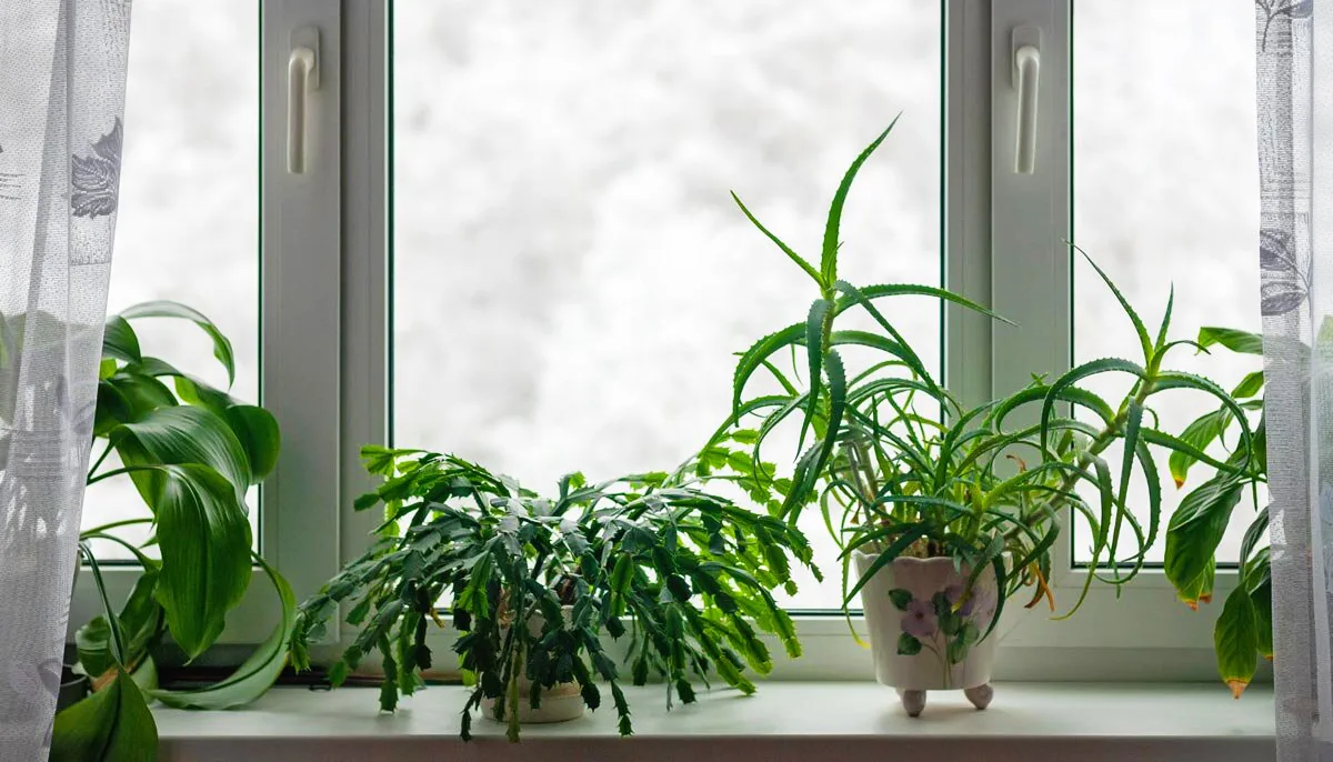 5 Steps to Help Your Indoor Plants Through Winter | The Tree Center™
