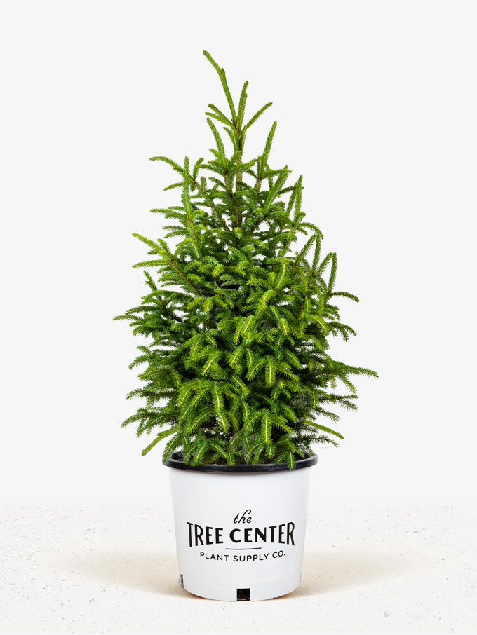 Spruce Trees for Sale Online | The Tree Center