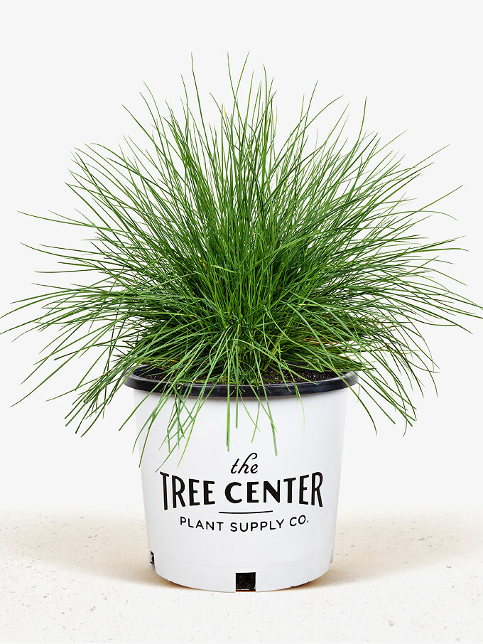 Prairie Flame Switch Grass For Sale Online | The Tree Center