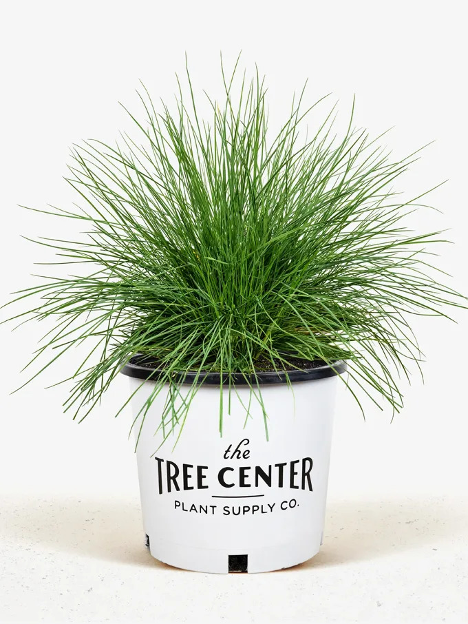 Fireworks Fountain Grass For Sale | The Tree Center