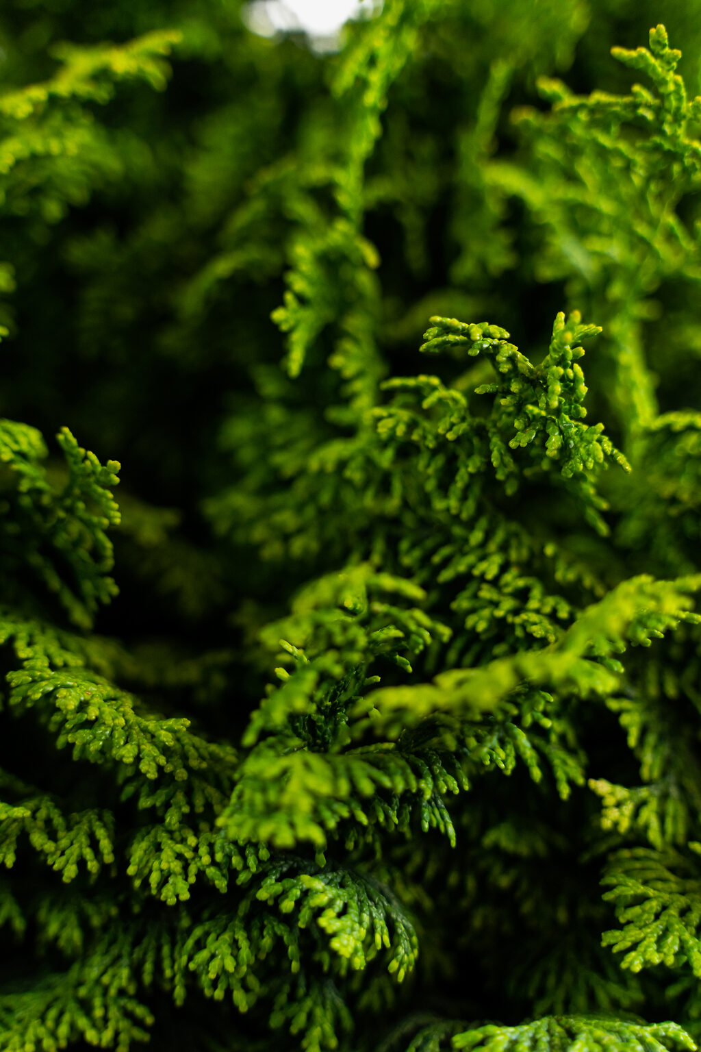Koster's Hinoki Cypress Trees For Sale Online | The Tree Center