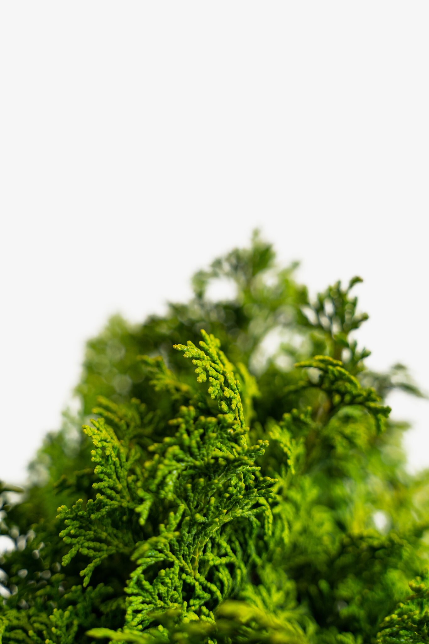 Koster's Hinoki Cypress Trees For Sale Online | The Tree Center