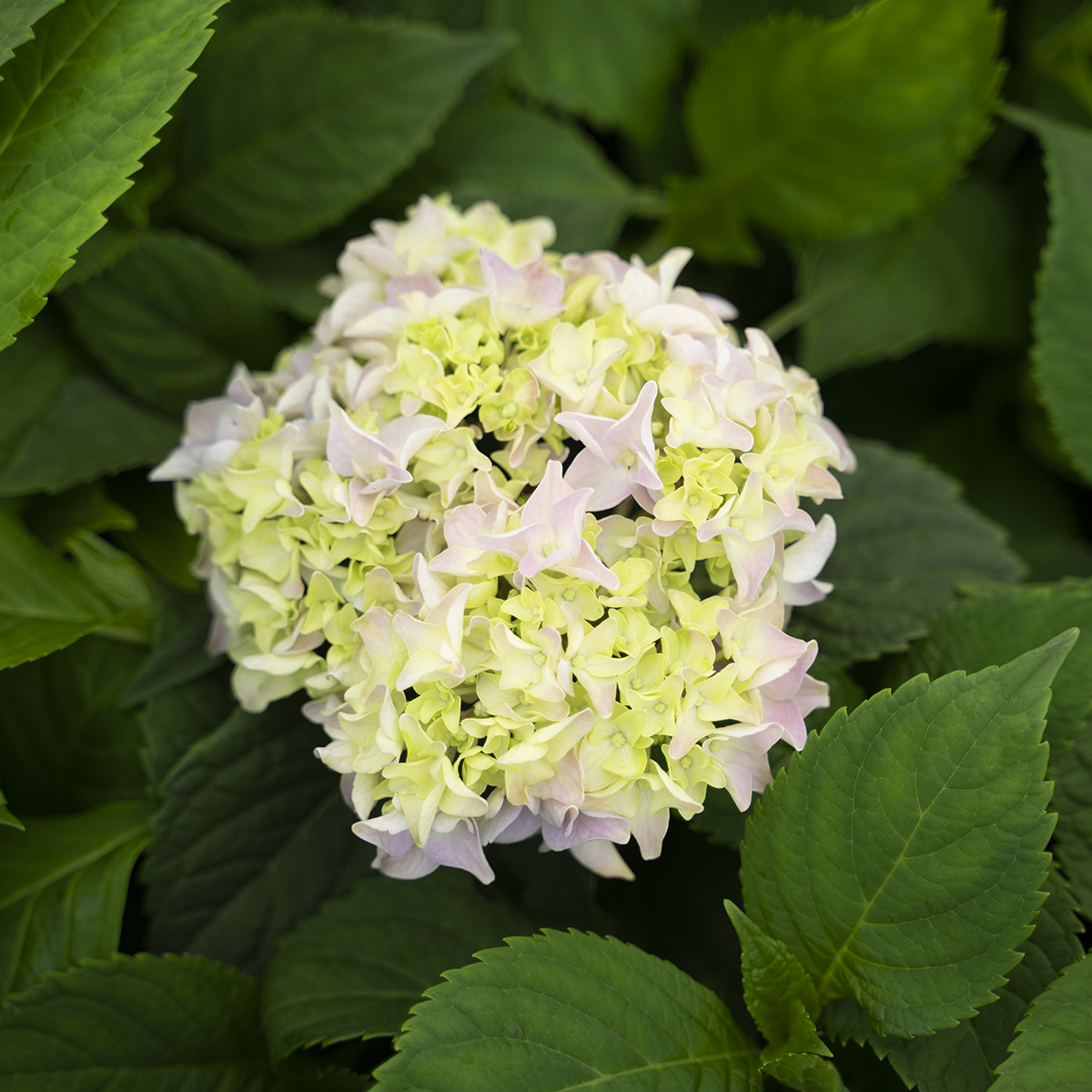 Penny Mac Hydrangea For Sale | The Tree Center