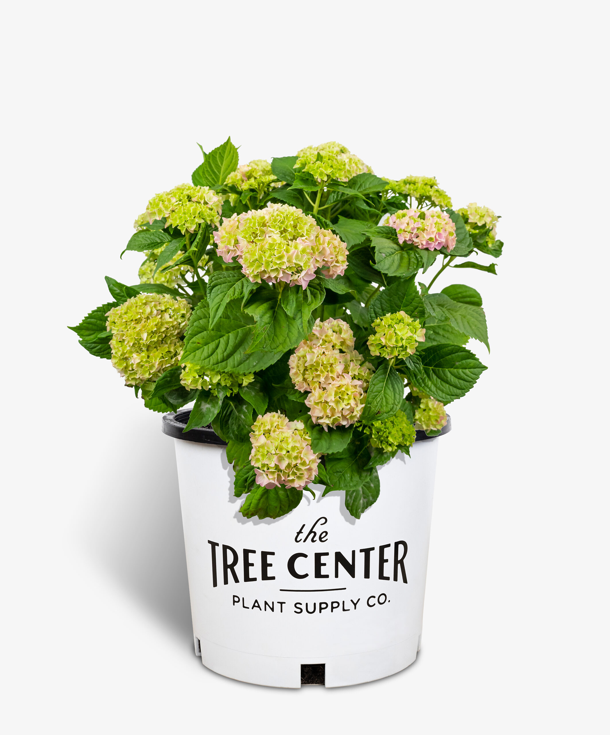 Penny Mac Hydrangea For Sale | The Tree Center