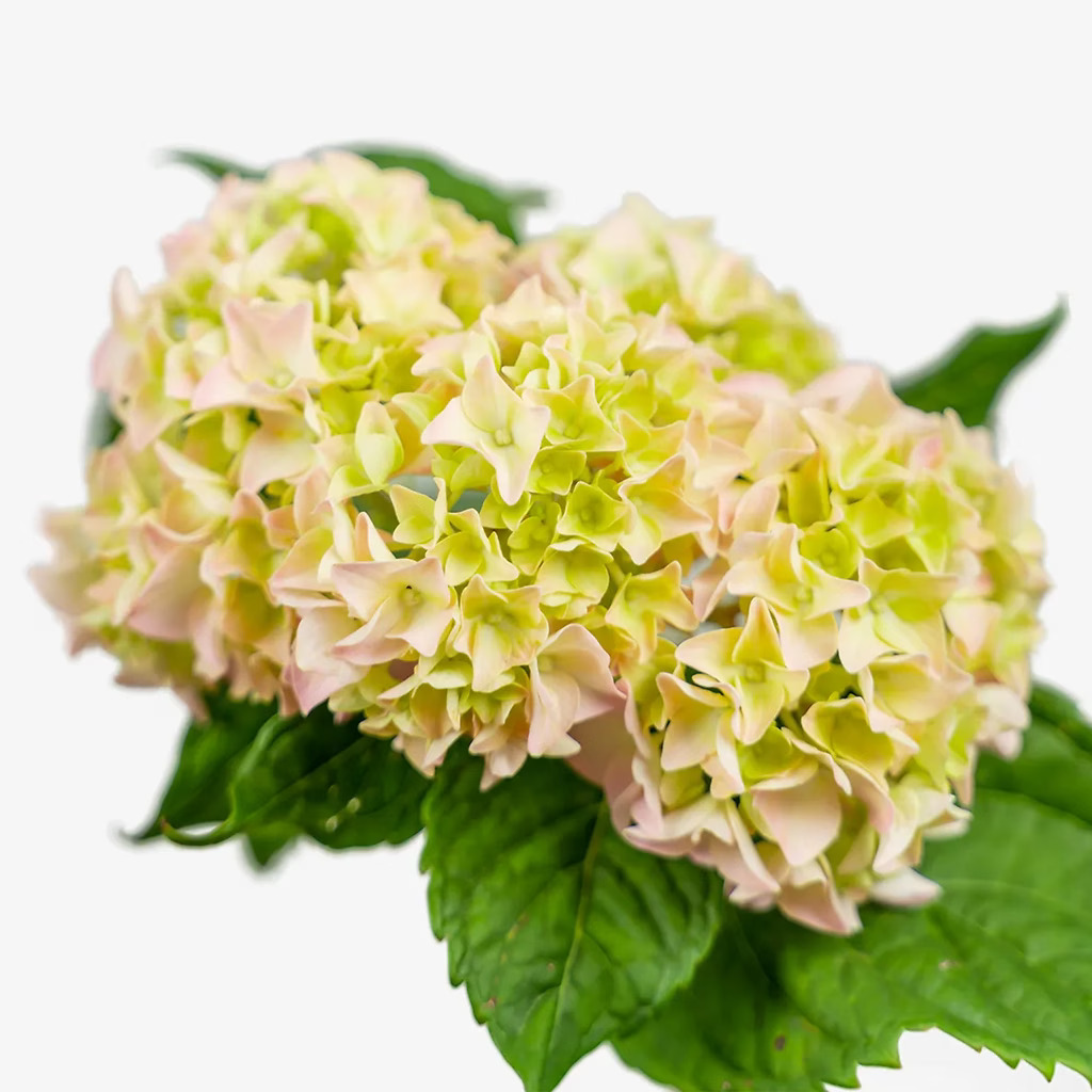 Penny Mac Hydrangea For Sale | The Tree Center