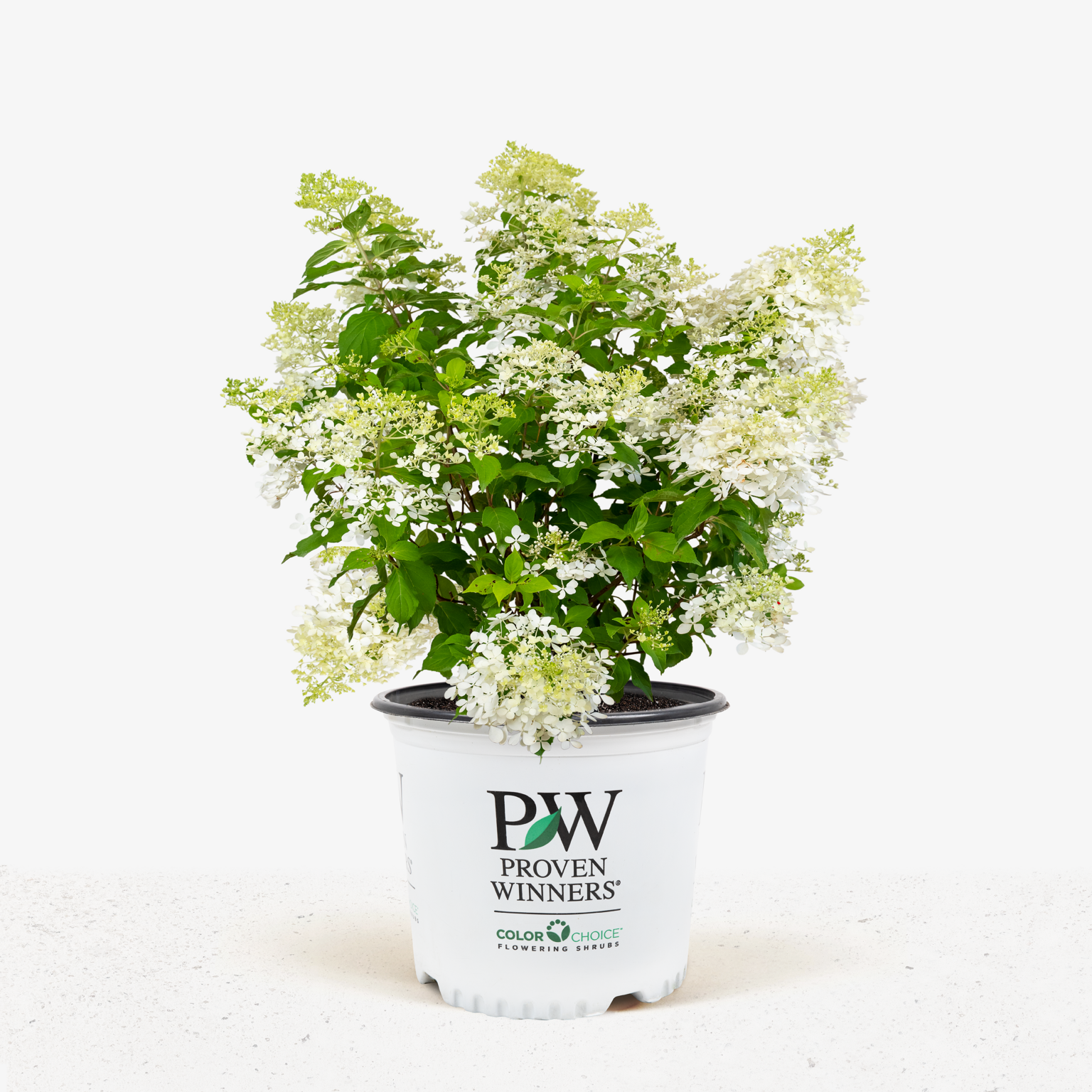 Phantom Hydrangea For Sale Online | The Tree Center