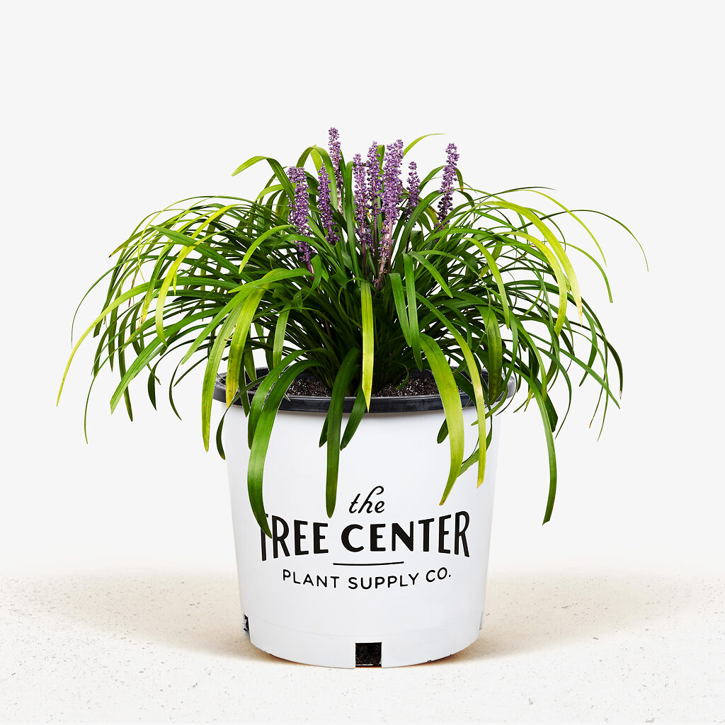 Royal Purple Liriope Plants For Sale Online | The Tree Center