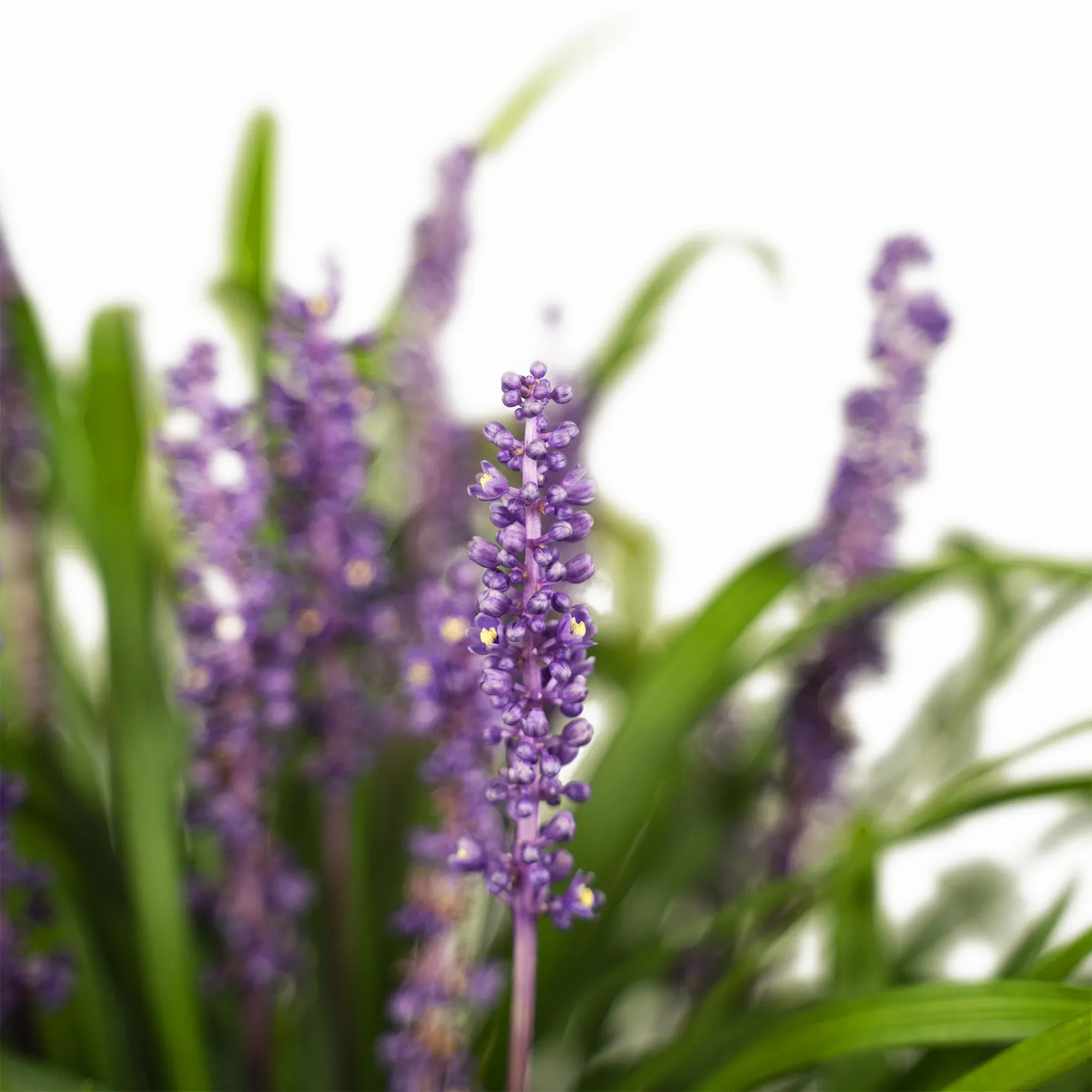 Royal Purple Liriope Plants For Sale Online | The Tree Center