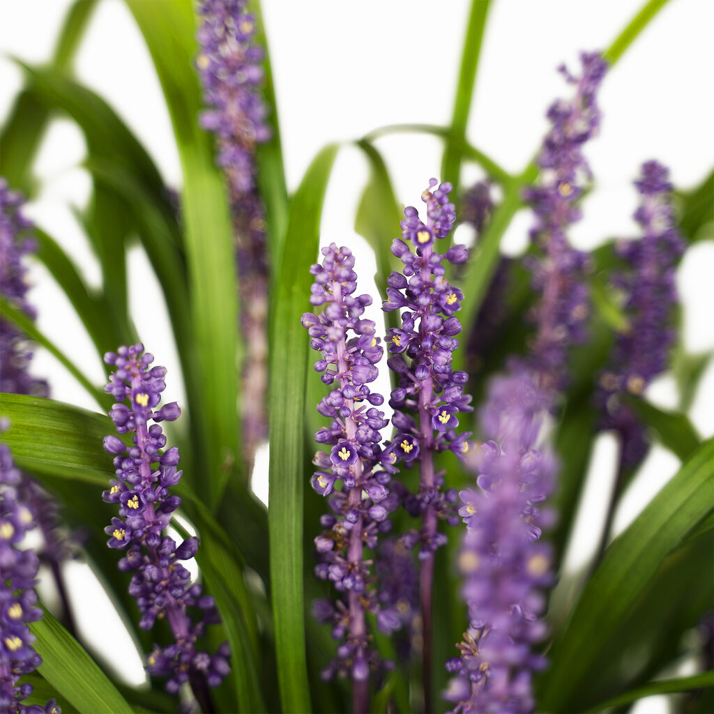 Royal Purple Liriope Plants For Sale Online | The Tree Center