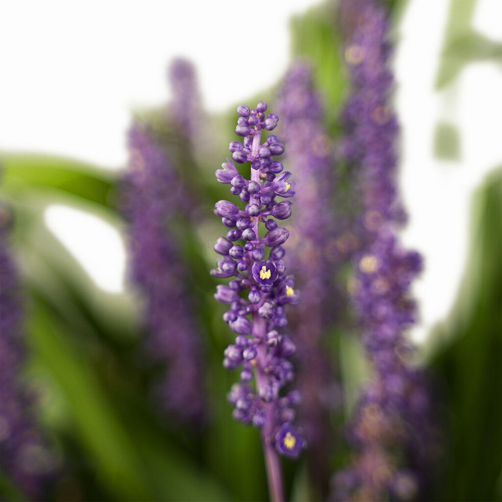 Royal Purple Liriope Plants For Sale Online | The Tree Center