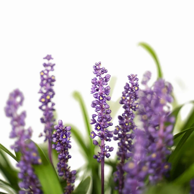 Royal Purple Liriope Plants For Sale Online | The Tree Center