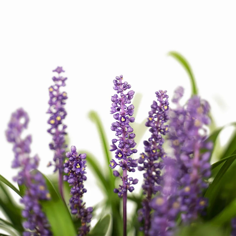 Royal Purple Liriope Plants For Sale Online | The Tree Center