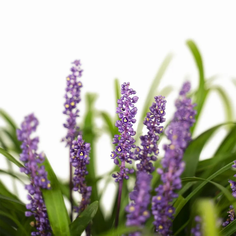 Royal Purple Liriope Plants For Sale Online | The Tree Center