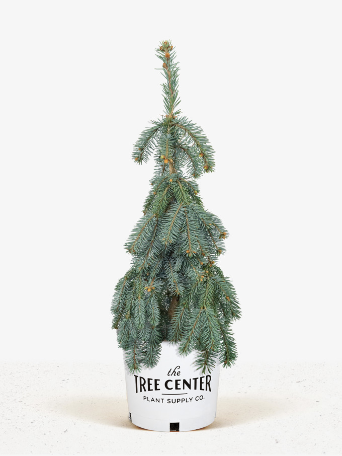 Dwarf Colorado Blue Spruce Trees For Sale | The Tree Center
