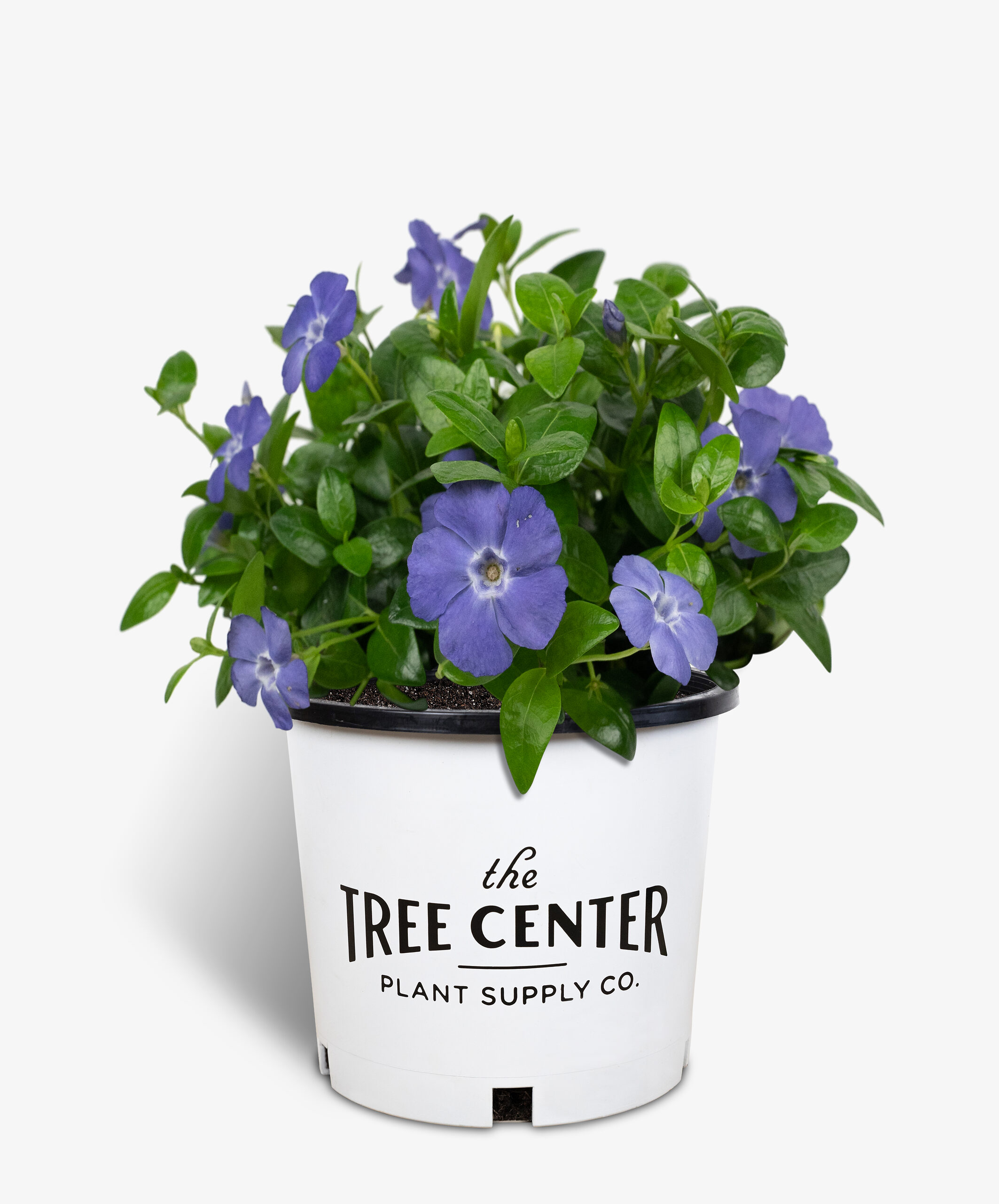 Vinca Minor "Bowles" Periwinkle Plants For Sale | The Tree Center